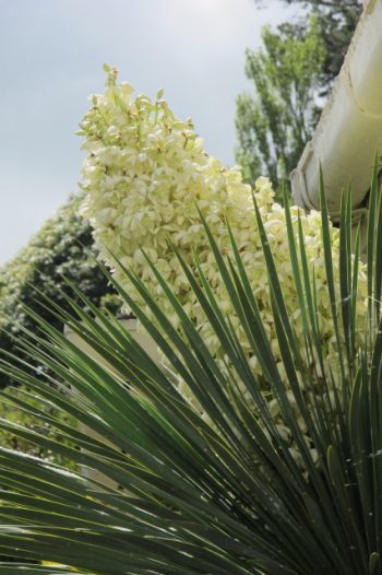 10 Types Of Yucca Plants That Look So Unique - Indoor Home Garden