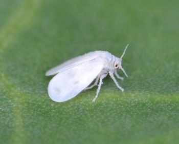 Fast Moving White Bugs In Your Soil? Common Houseplant Bugs