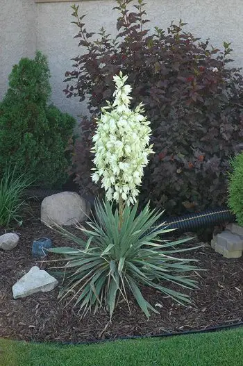 10 Types Of Yucca Plants That Look So Unique - Indoor Home Garden