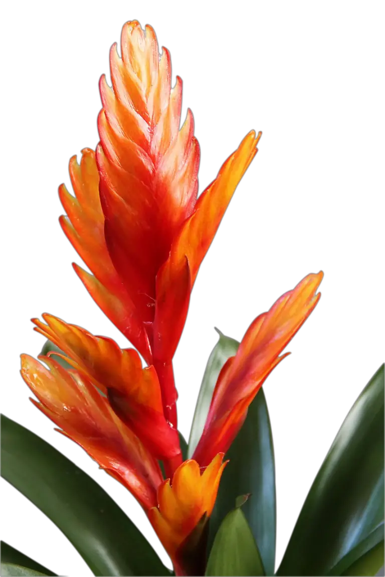 10 Slow Growing Indoor Plants Perfect For Your Home - Indoor Home Garden