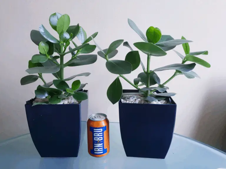 How To Care For An Autograph Tree (Clusia Rosea) - Indoor Home Garden