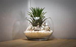 How to Care For Air Plants (Epiphytes) - Indoor Home Garden