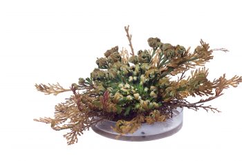 How To Care For A Resurrection Plant (Selaginella lepidophylla ...