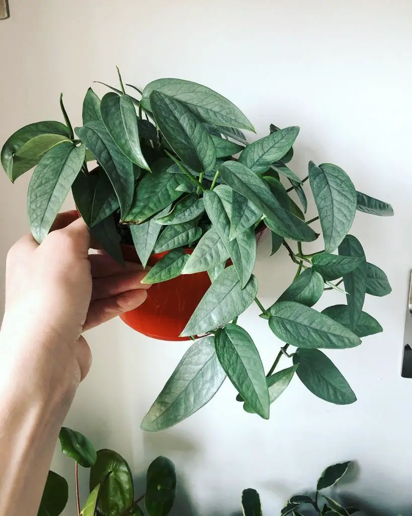 How To Care For A Cebu Blue Pothos (Epipremnum Pinnatum) - Indoor Home ...