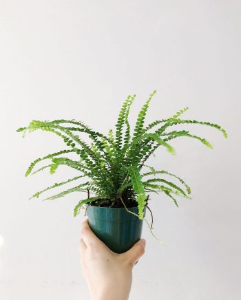 Lemon Button Fern Care Guide (Nephrolepis Cordifolia) - Indoor Home Garden