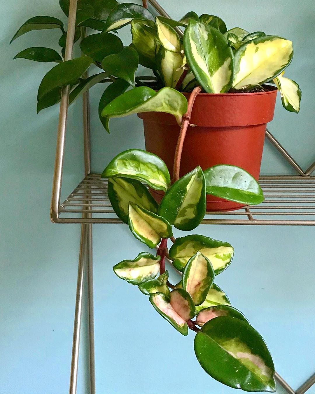 How To Care For A Hoya Krimson Princess (Hoya Carnosa) - Indoor Home Garden