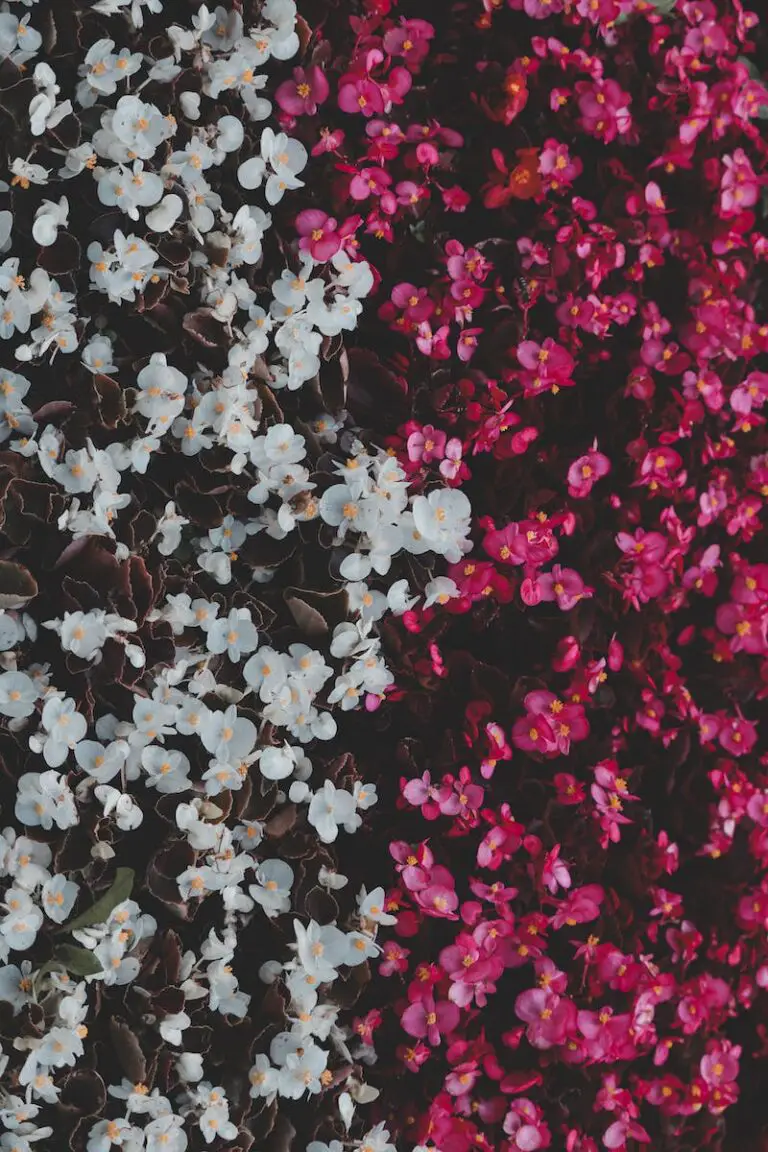 How to Care for a Begonia Pavonina (Peacock Begonia)