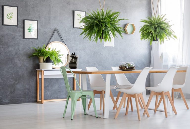 Types of Indoor Ferns- Top Varieties You Can Grow Indoors