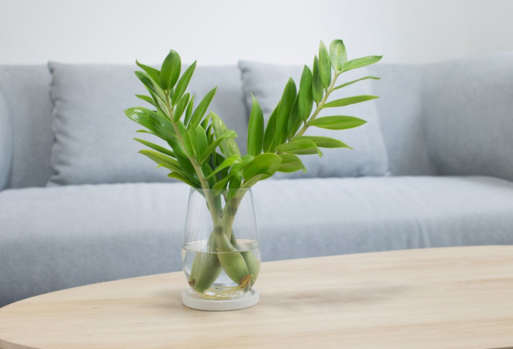ZZ Plant Repotting When Is It Time To Replant 