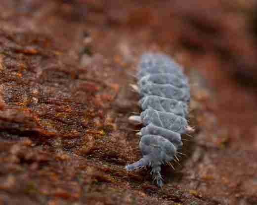 Tiny Silver Bugs in Houseplant Soil - How to Get Rid of Them - Indoor ...