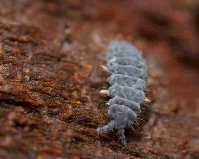 Tiny Silver Bugs in Houseplant Soil - How to Get Rid of Them - Indoor ...