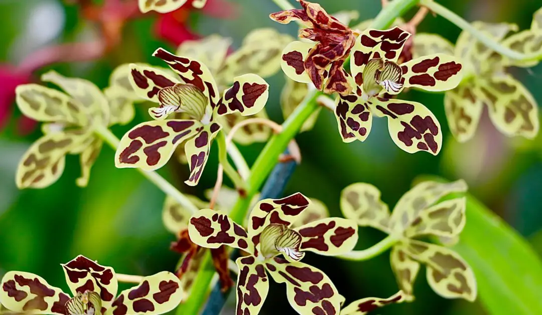 How to grow Sun Orchid flowers - Indoor Home Garden