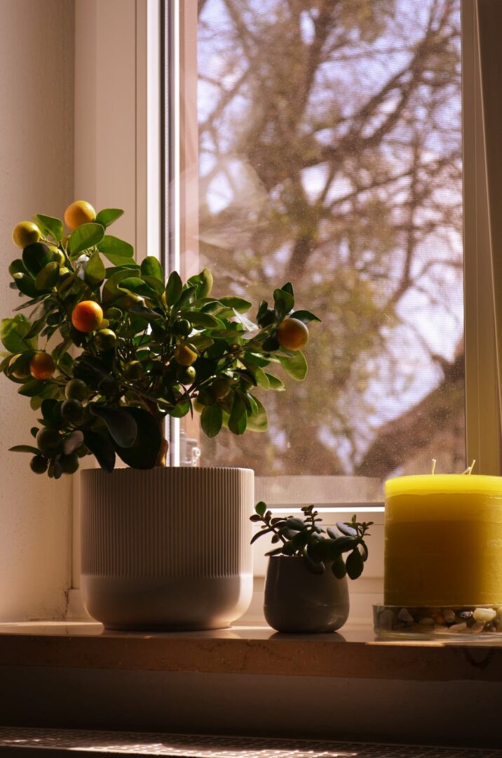 Orange Tree Care Guide - Indoor Home Garden