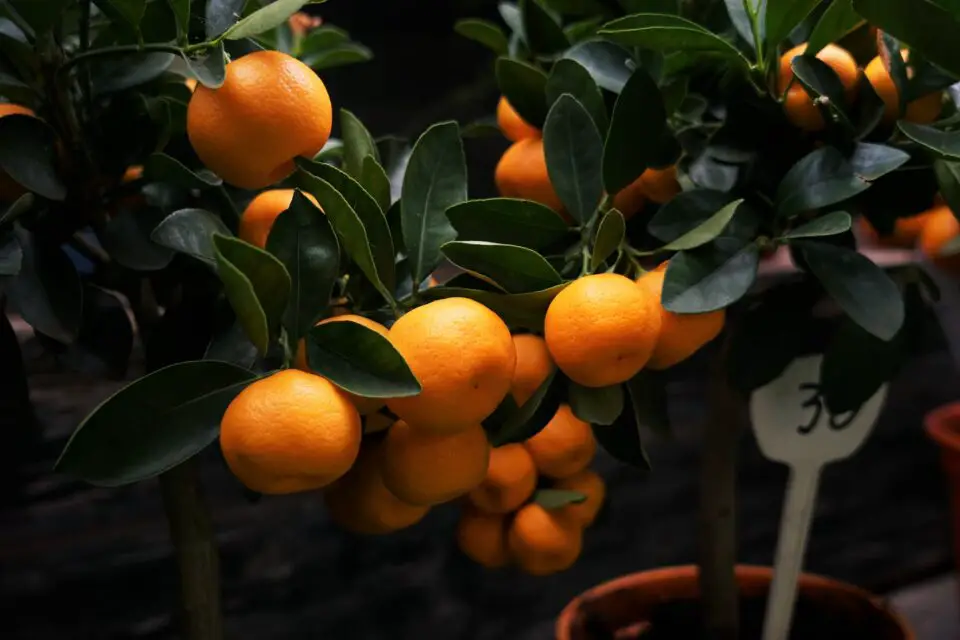Orange Tree Care Guide - Indoor Home Garden
