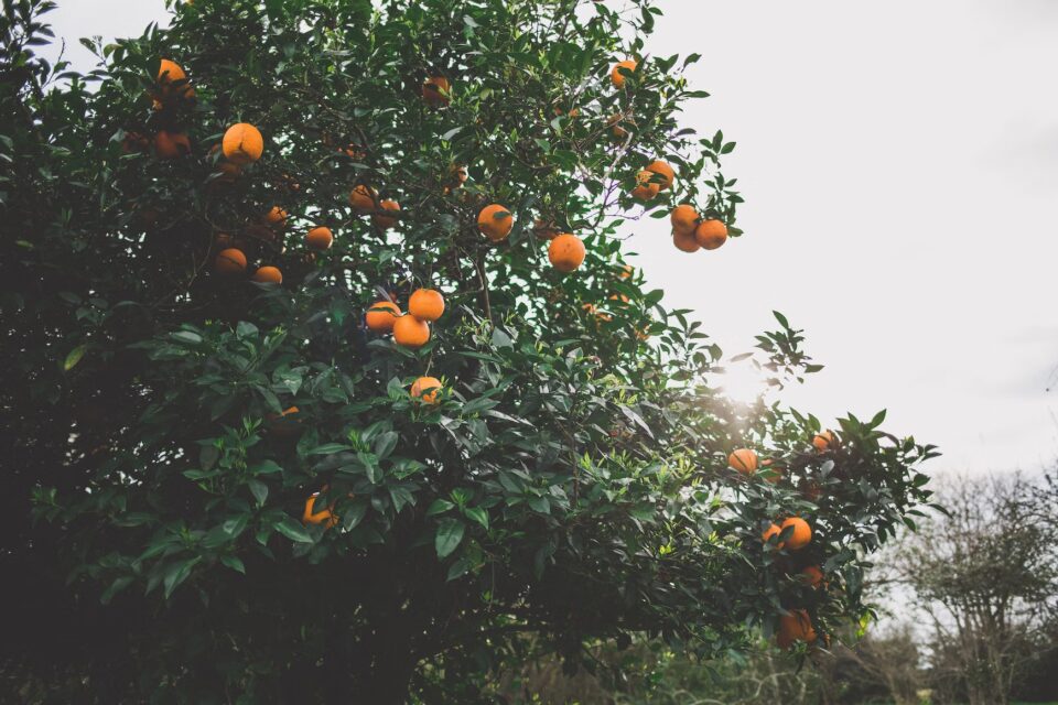 Orange Tree Care Guide - Indoor Home Garden