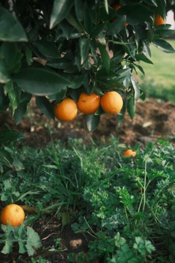 Orange Tree Care Guide - Indoor Home Garden