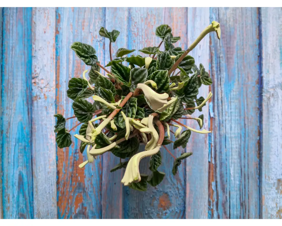 Bringing Natural Beauty Indoors: The Benefits and Care of Radiator ...