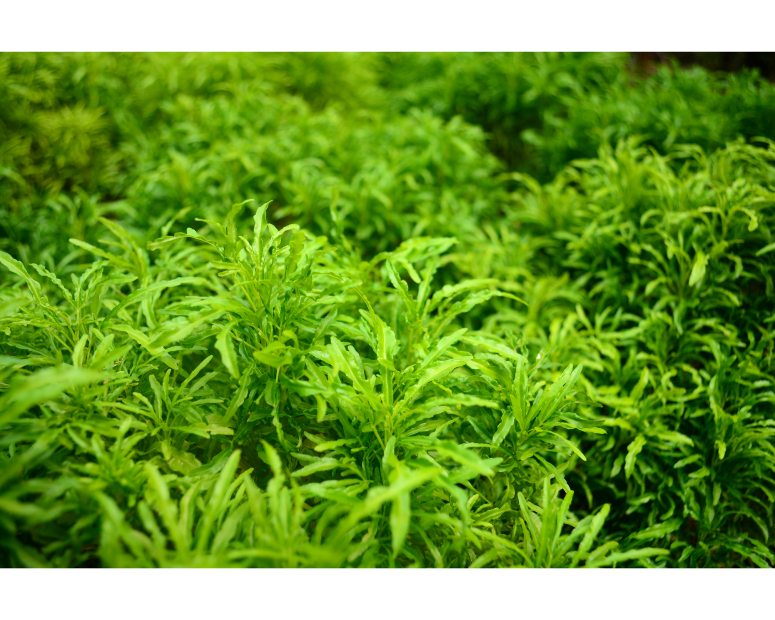 Ming Aralia: A Guide to Growing and Caring for this Tropical Houseplant ...