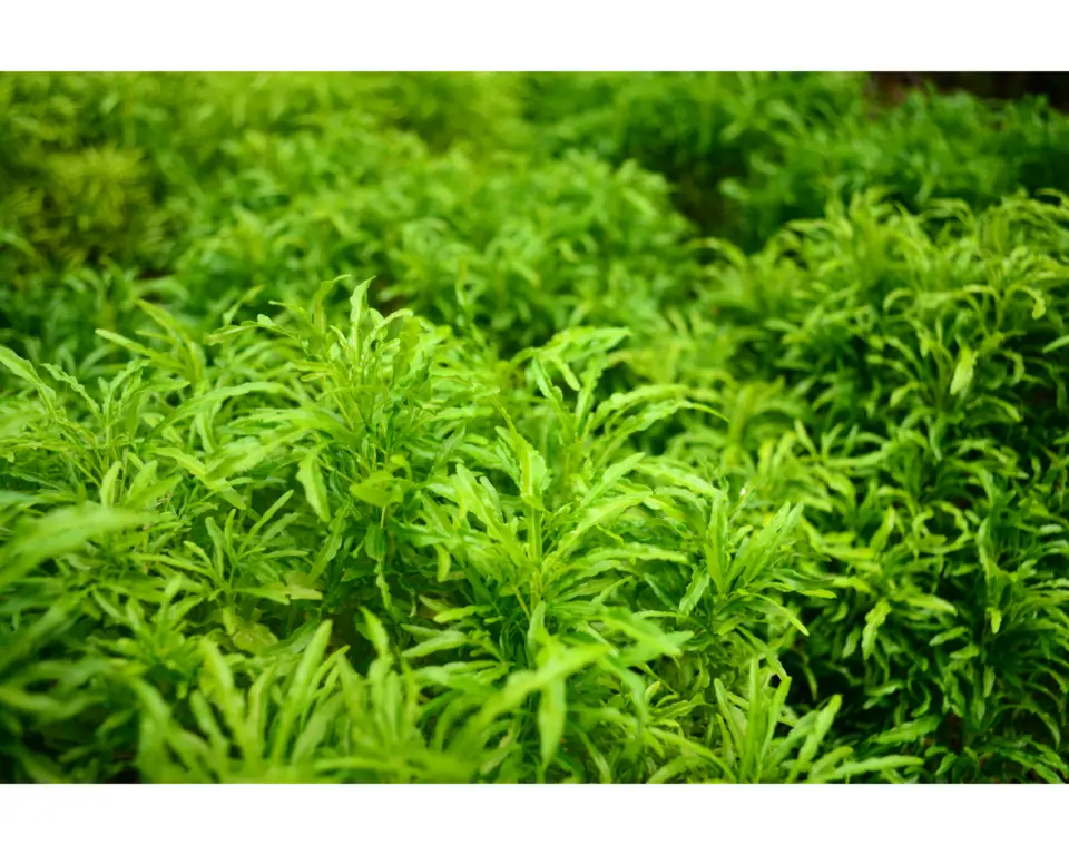 Ming Aralia: A Guide to Growing and Caring for this Tropical Houseplant ...