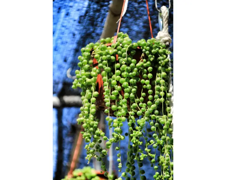 String of Pearls (Senecio Rowleyanus): A Guide to Growing and Caring ...