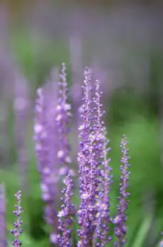 Adding Natural Beauty to Your Home: The Versatility of Liriope Plants ...
