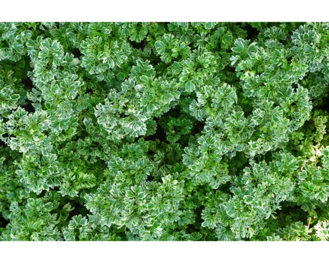 Ming Aralia: A Guide to Growing and Caring for this Tropical Houseplant ...