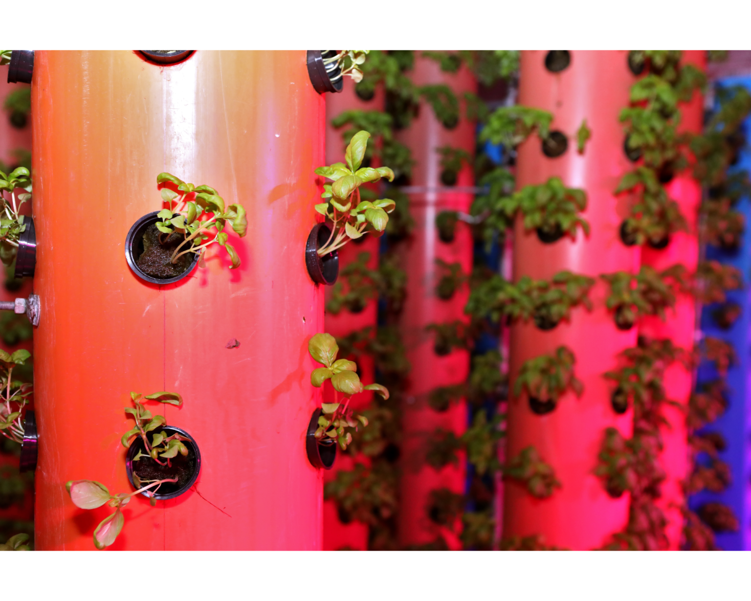 How to build your own Aeroponic Tower: A Guide - Indoor Home Garden