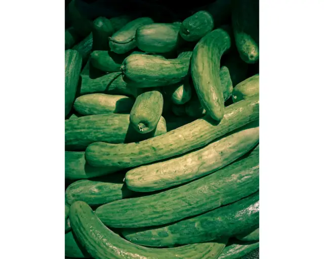 The Best Types of Cucumbers for Indoor Gardening: A Guide to Choosing ...