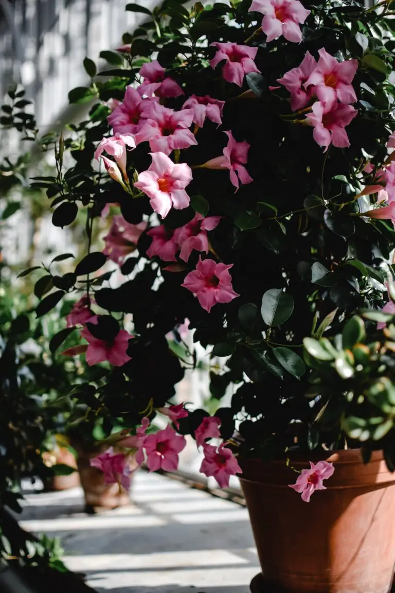 Growing Mandevilla Plants Indoors: Tips and Tricks - Indoor Home Garden