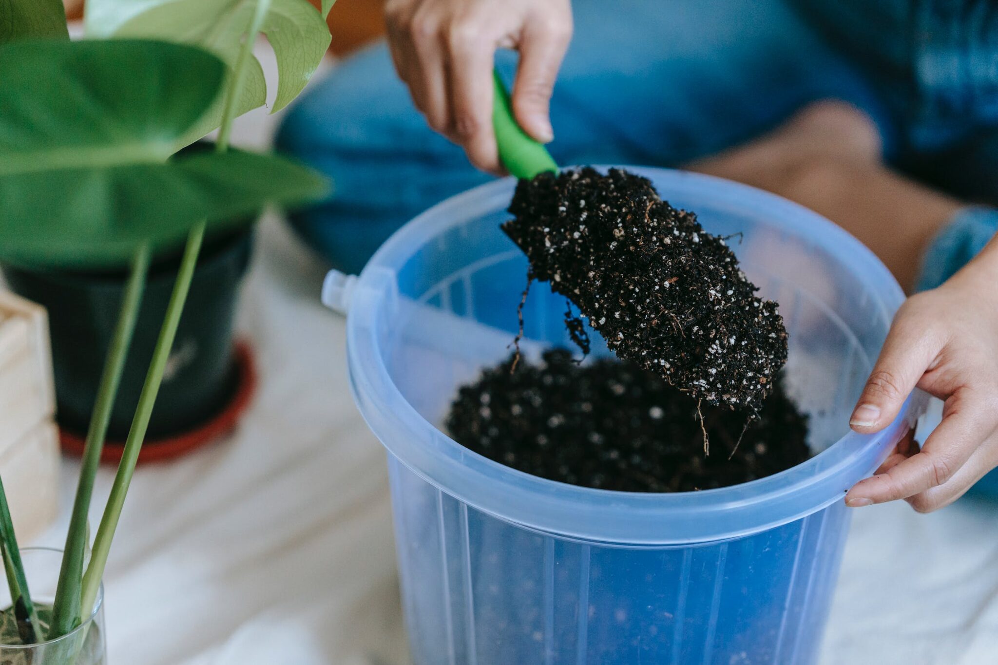 Ming Aralia: A Guide to Growing and Caring for this Tropical Houseplant ...