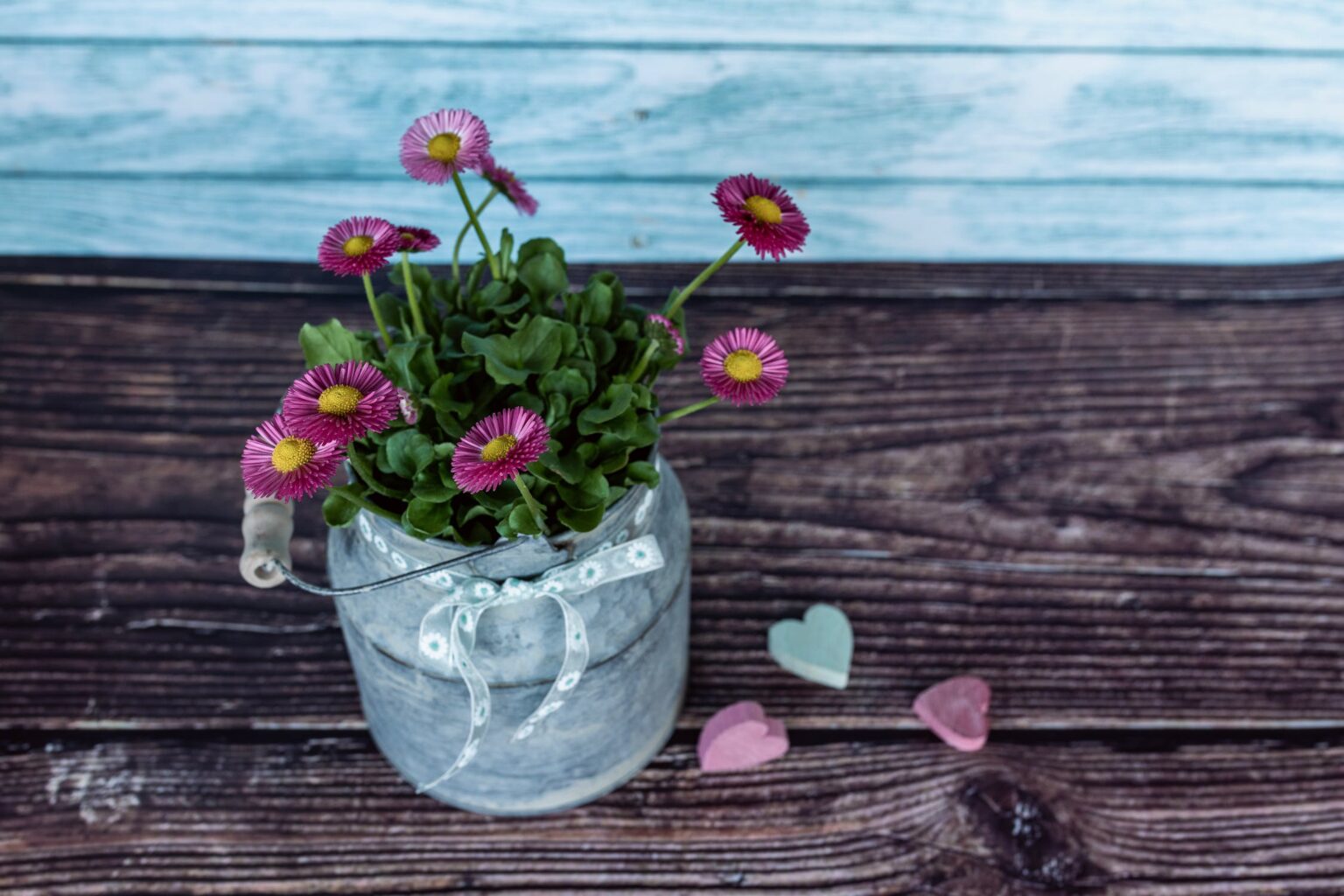 Indoor Daisies: How to Care for These Beautiful Plants in Your Home ...