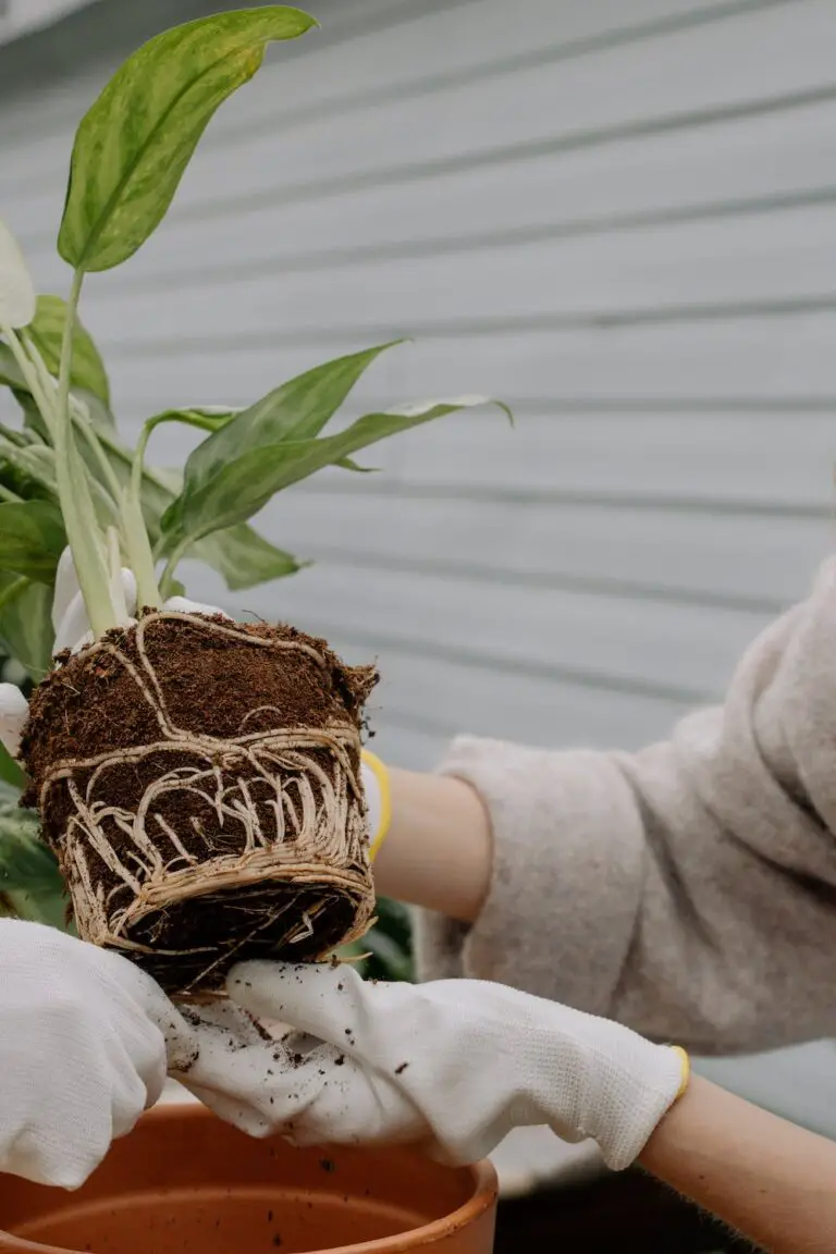 Ming Aralia: A Guide to Growing and Caring for this Tropical Houseplant ...