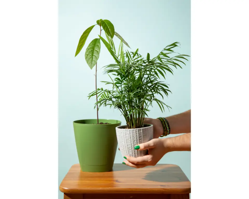 Parlor Palms: The Perfect Houseplant for Low-Maintenance Greenery and ...