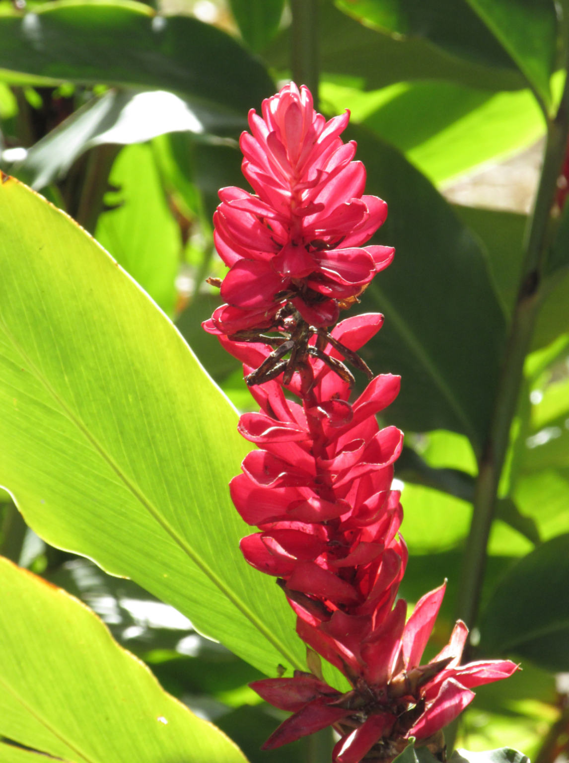 Zingiber Purpureum: A Guide to Growing and Caring for an Indoor Tropical Plant - Indoor Home Garden
