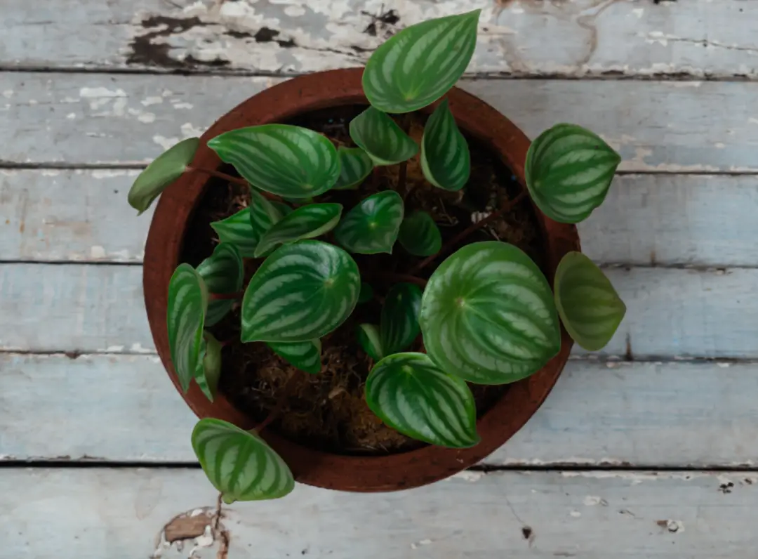 Watermelon Peperomia: A Guide to Growing and Displaying this Unique ...