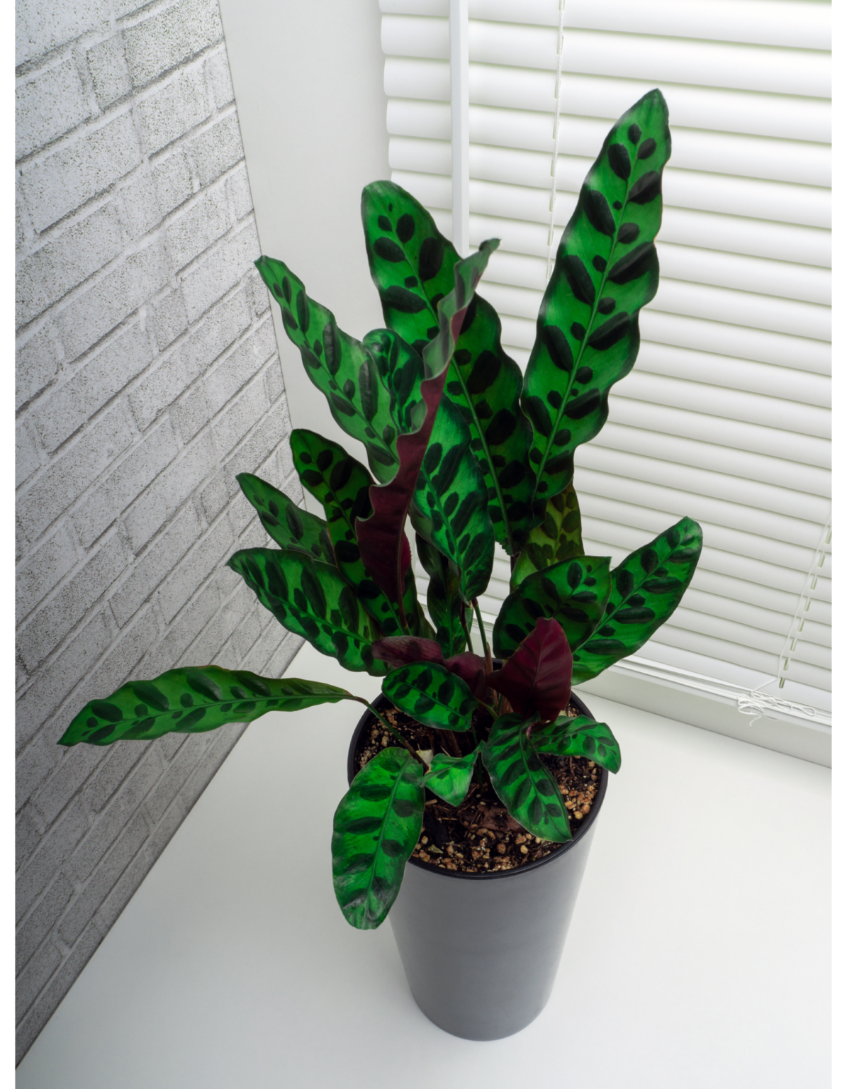 Calathea Lancifolia Pflege