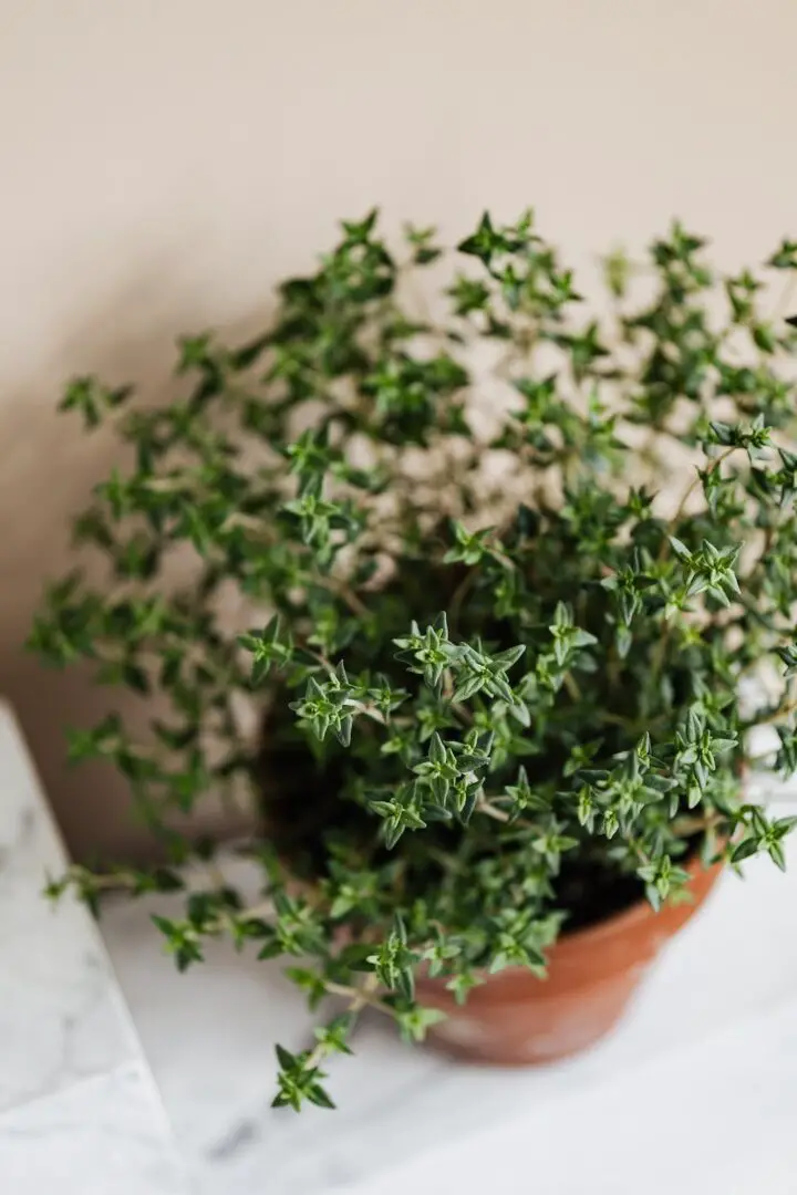 Growing Thyme Indoors: Tips for a Healthy and Productive Plant - Indoor Home Garden