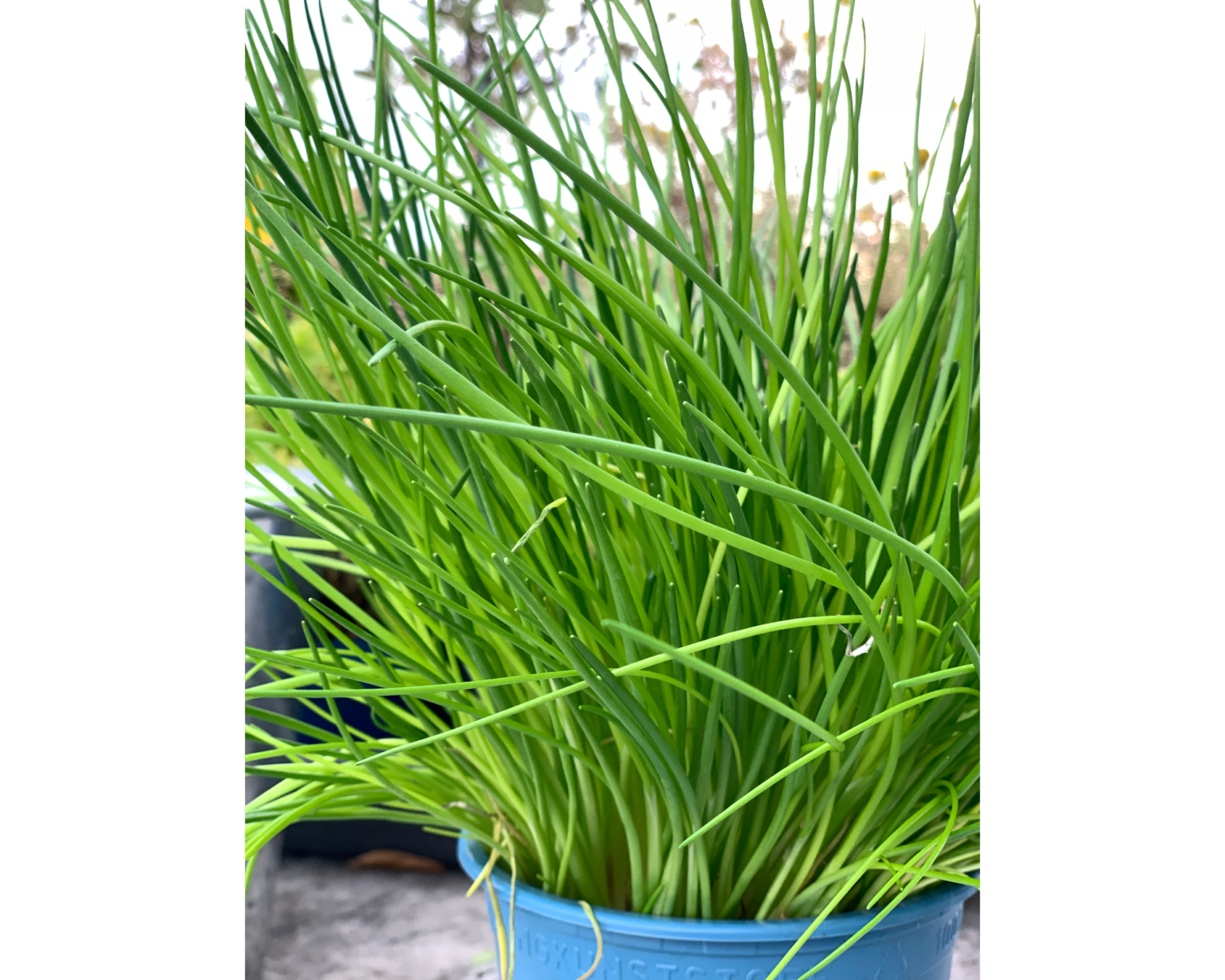 Growing Chives Indoors: A Comprehensive Guide to Year-Round Fresh Herbs ...