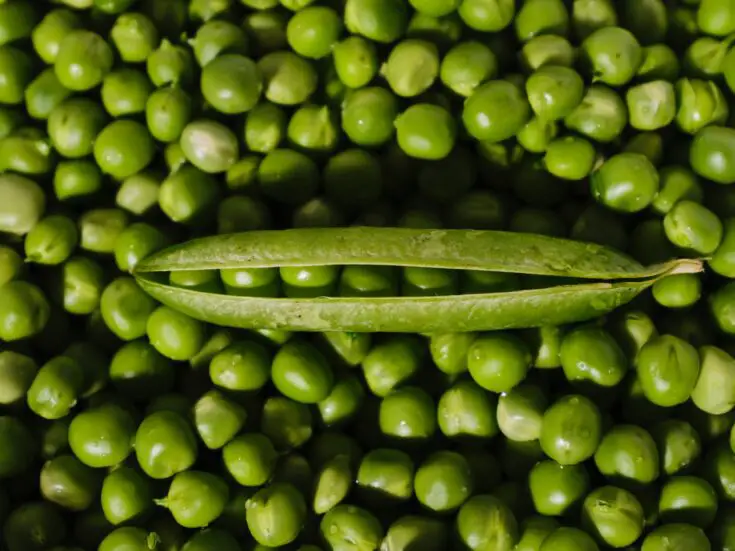 Growing Peas Indoors: Tips and Tricks for a Healthy and Productive ...
