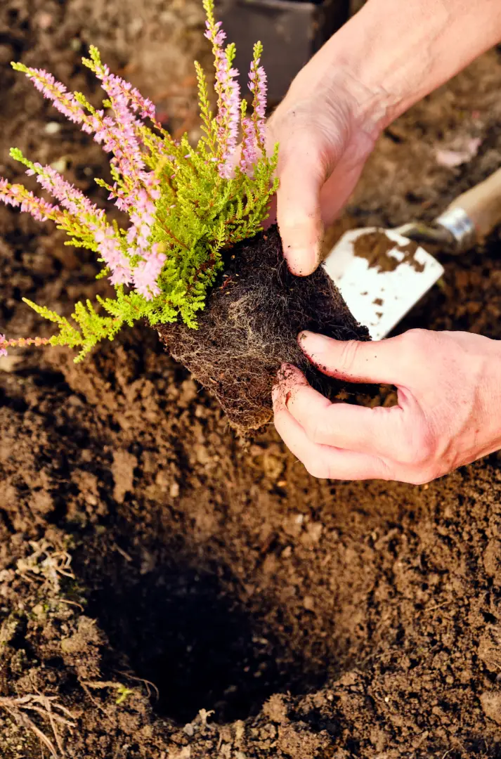A Blooming Guide: Growing Heather Plants Indoors - Indoor Home Garden