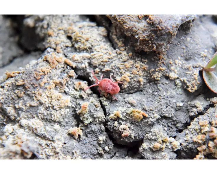 Soil Mites: Understanding, Preventing, and Treating Them on Houseplants ...