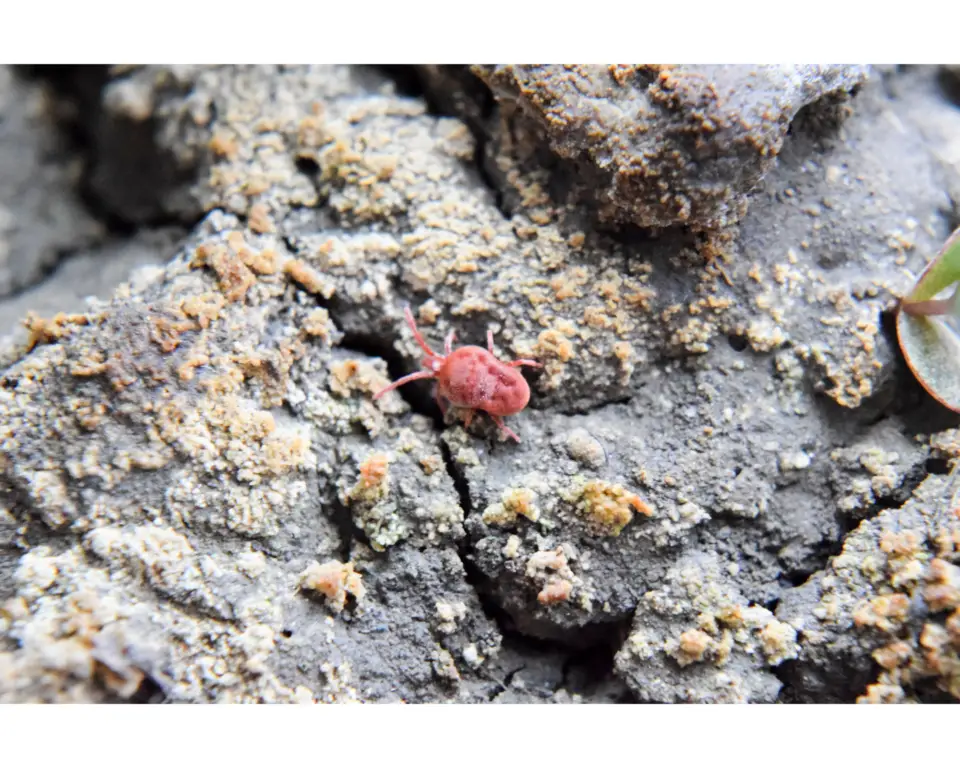 Soil Mites: Understanding, Preventing, and Treating Them on Houseplants ...