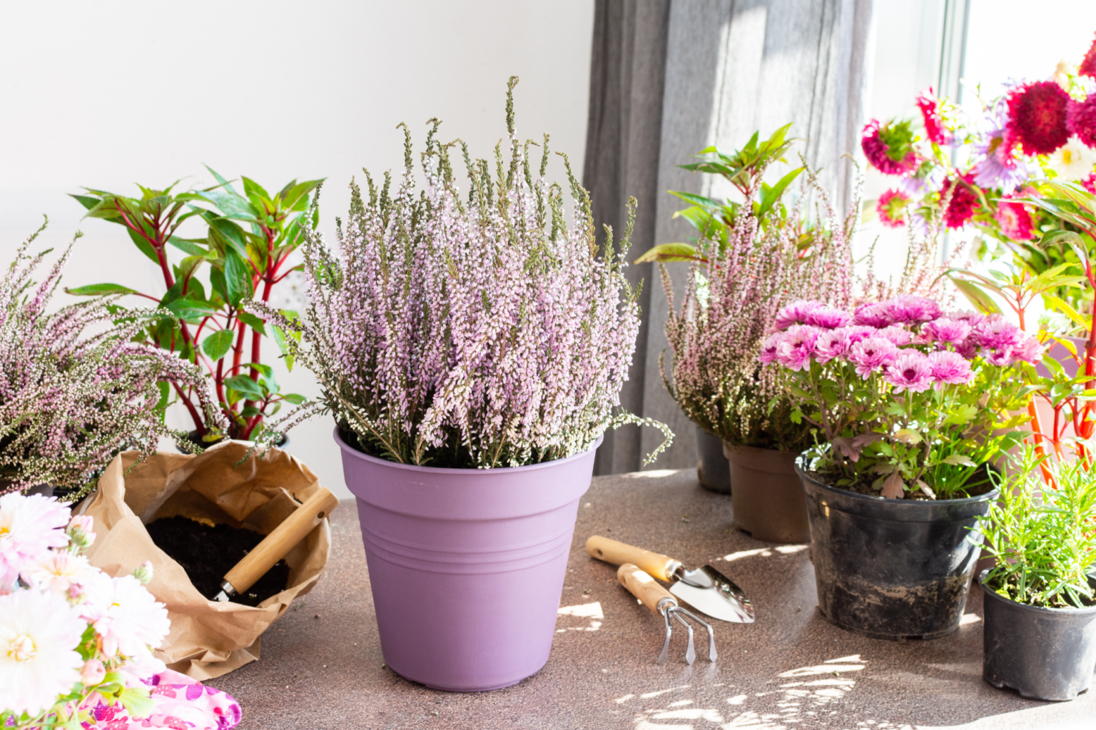 A Blooming Guide: Growing Heather Plants Indoors - Indoor Home Garden