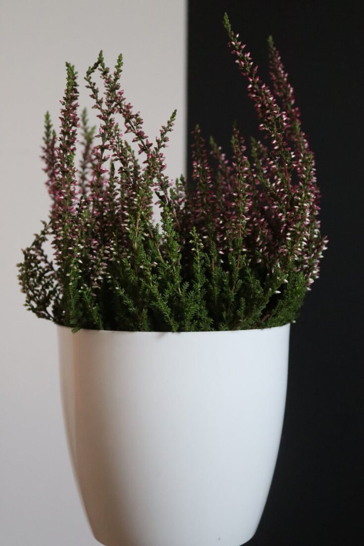A Blooming Guide: Growing Heather Plants Indoors - Indoor Home Garden