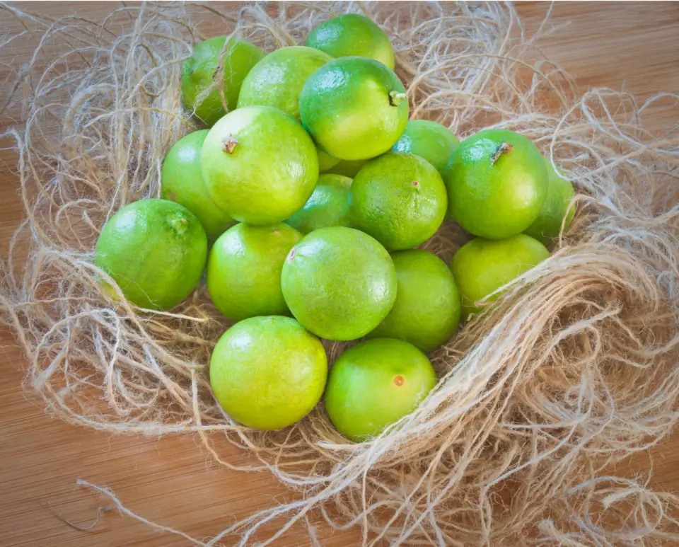 The Ultimate Guide to Growing Key Lime Trees Indoors - Indoor Home Garden