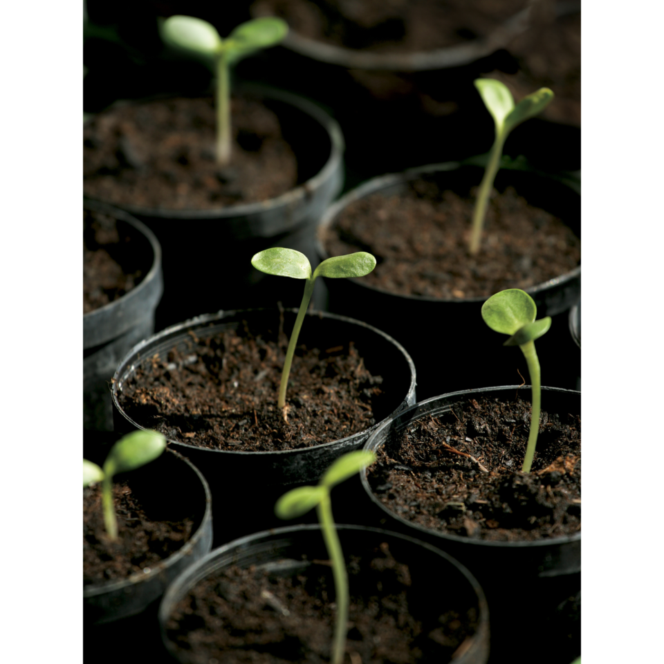 A Blooming Delight: Growing Sunflowers Indoors - Indoor Home Garden