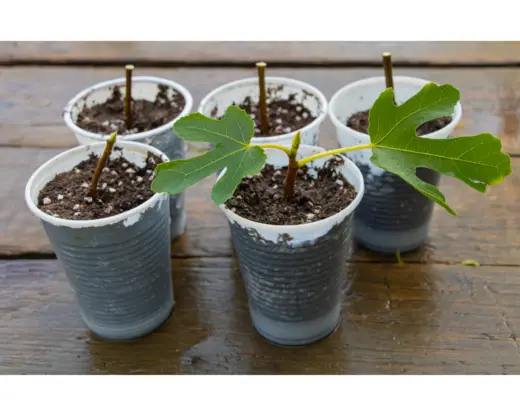 The Ultimate Guide to Growing a Fig Tree Indoors - Indoor Home Garden