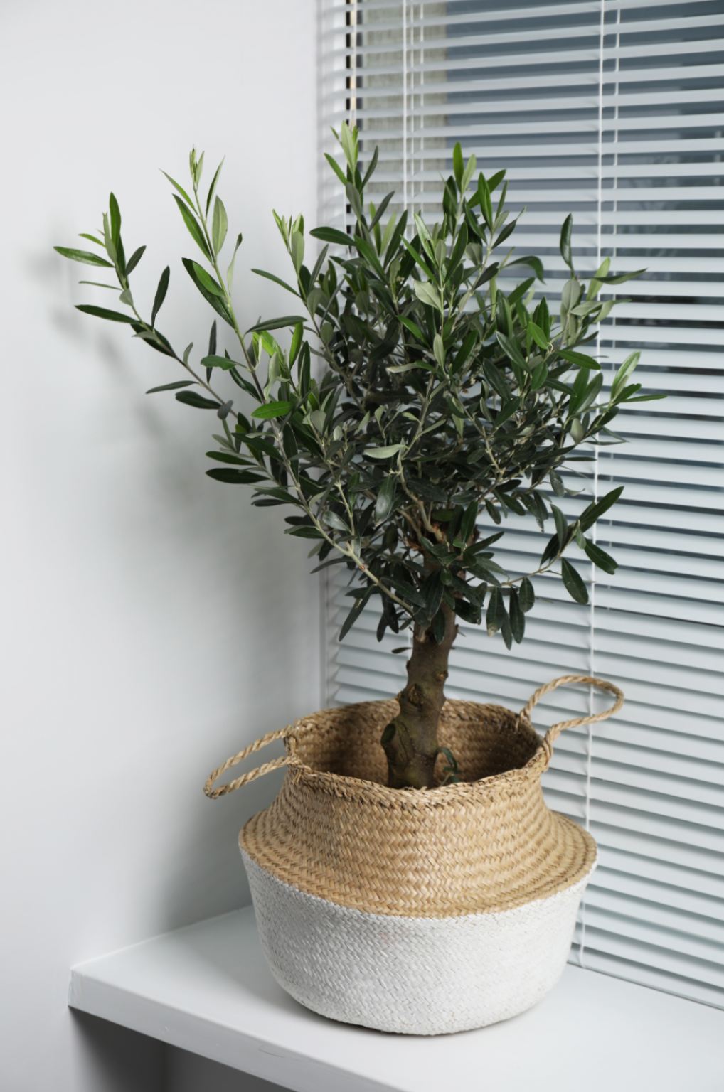 Growing Olive Trees Indoors: A Comprehensive Guide - Indoor Home Garden