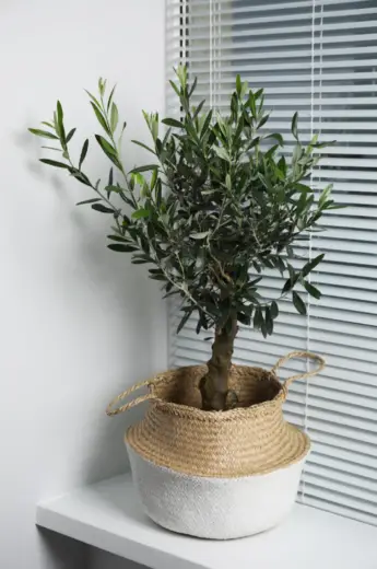 Growing Olive Trees Indoors: A Comprehensive Guide - Indoor Home Garden