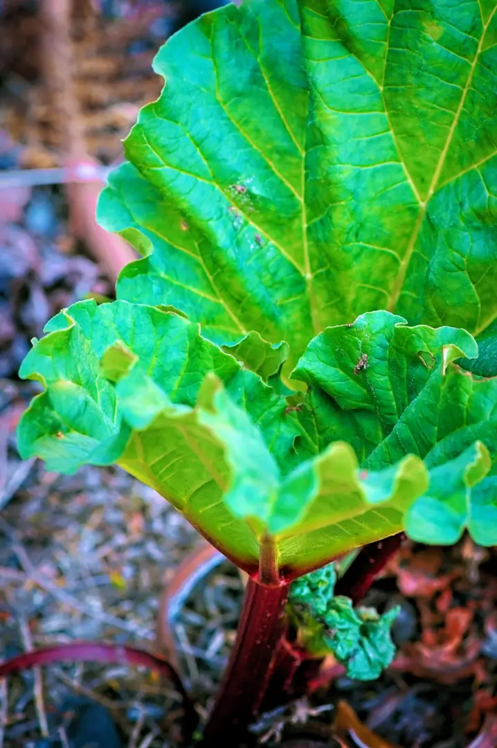 A Comprehensive Guide to Growing Rhubarb Indoors - Indoor Home Garden